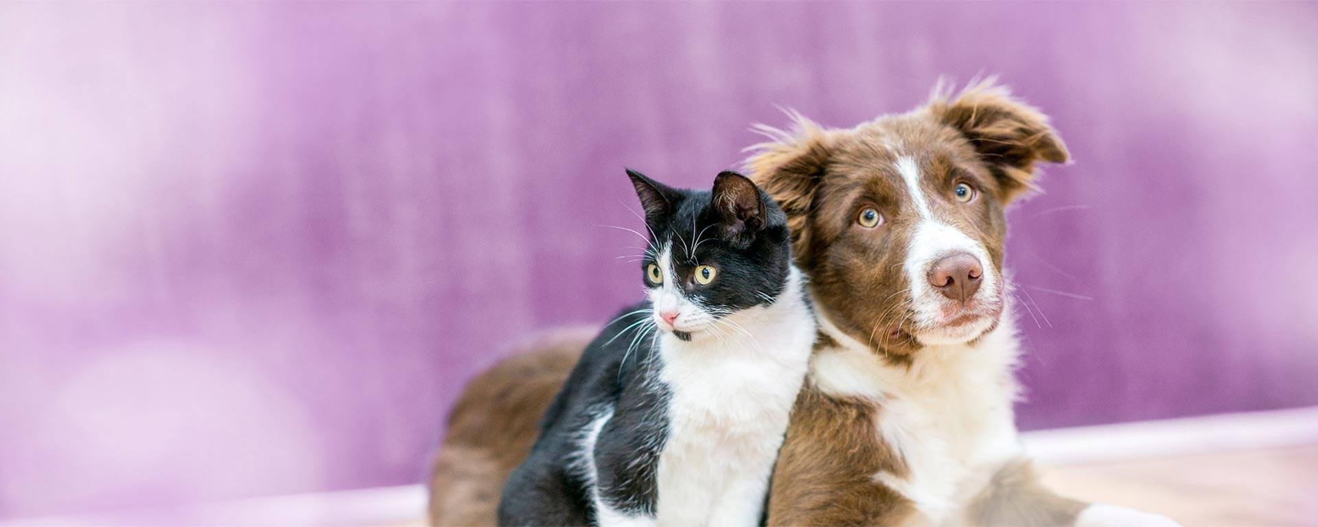Pets
